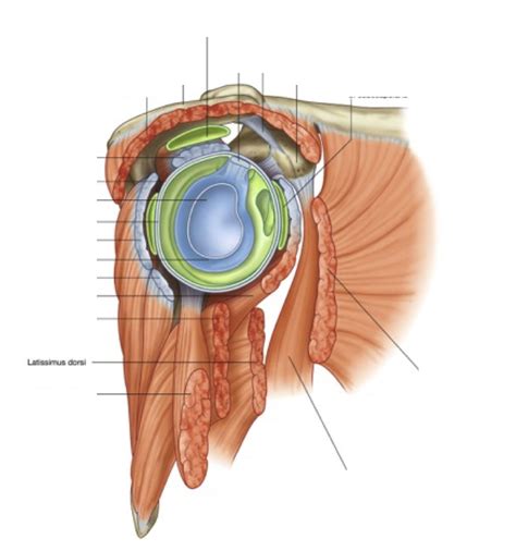 Diagram Of 13 Rotator Cuff Diagram Quizlet