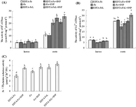 Effects Of Exogenous NO Application On The Activities Of Plasma Download Scientific Diagram