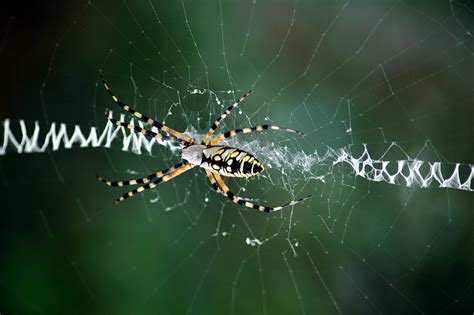 Yellow And Black Spider Free Stock Photo Public Domain Pictures