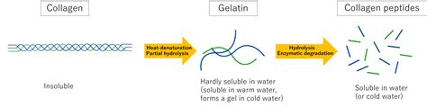 What Are Atelocollagen Collagen Gelatin And Collagen Peptides