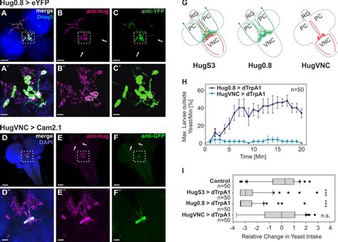 Effect Of Different Subclasses Of Hugin Neurons On The Motor Pattern Download Scientific