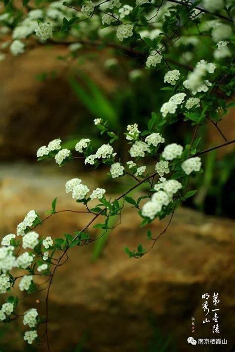 春天棲霞山白到耀眼棲霞山白色花系進入盛花期 每日頭條