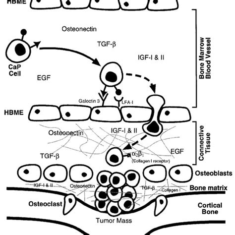Animal Models For Prostate Cancer Metastasis To Bone Download Table