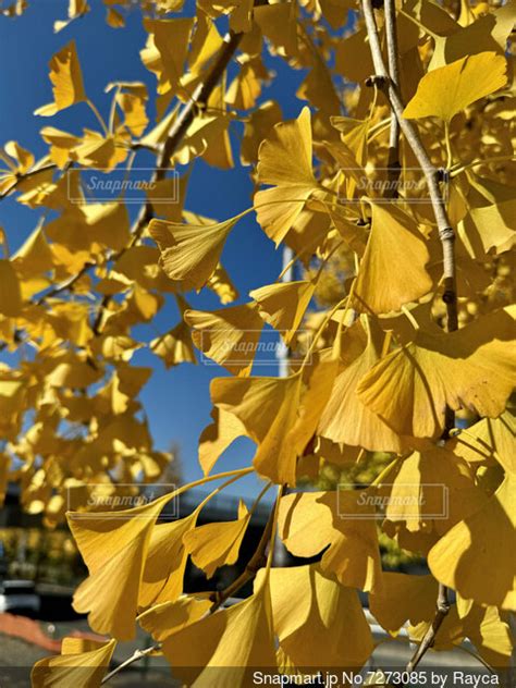 木にぶら下がっている花の写真・画像素材 Snapmart（スナップマート）
