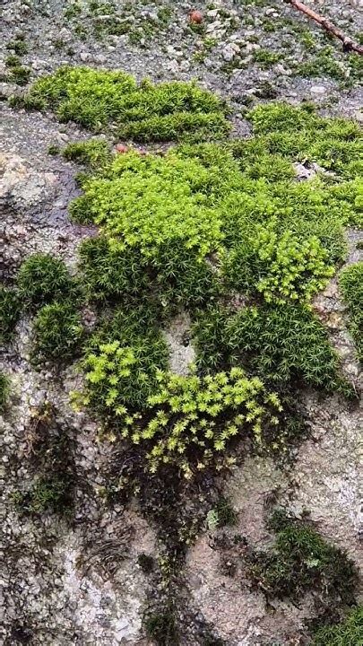 서리 이끼 별이끼 양지이끼 언제벌써 윤정아 Youtube 서리 이끼 별이끼 양지이끼 언제벌써 윤정아 Youtube