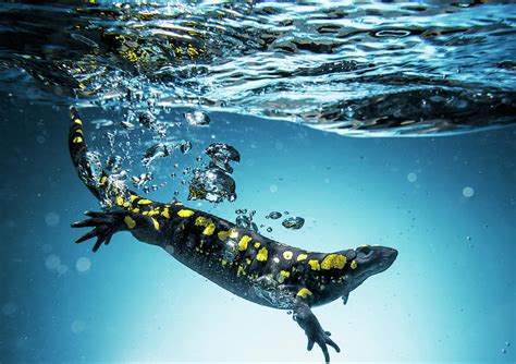 Aquatic Salamander