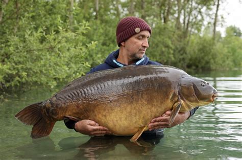 Reports Gigantica