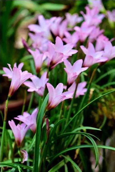 風雨蘭，一群風雨中盛開的精靈，惹人陶醉 每日頭條