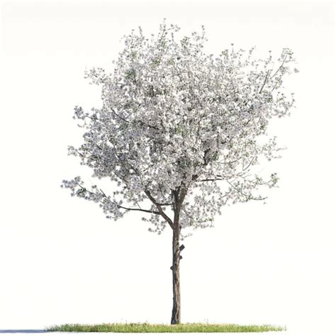 Cherry Tree 3d 모델 다운로드
