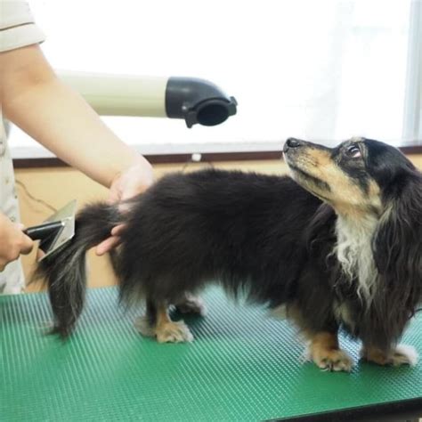 動物病院併設のペットサロン Riberte