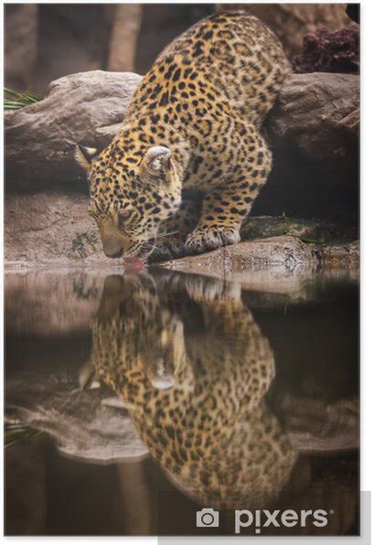 Poster Jaguar Pixers Uk