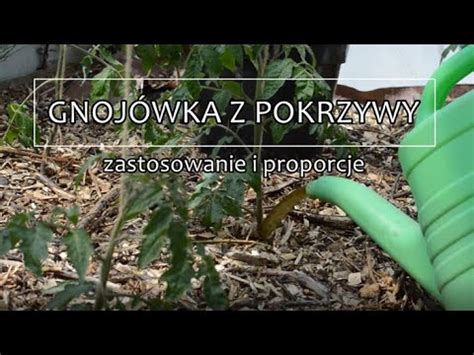 Gnoj Wka Z Pokrzywy Proporcje I Zastosowanie Jak Zrobi Gnoj Wk Z Pokrzyw Kasia In Youtube