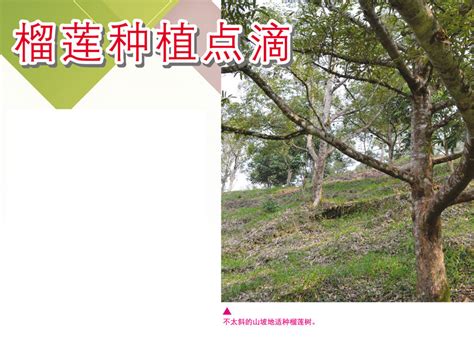 榴莲种植点滴 农业天地网