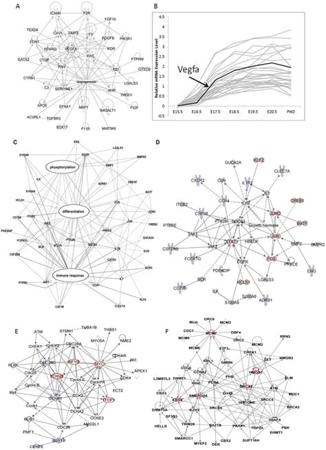 a mrnas encoding tf sms that increased from e17 5 were functionally