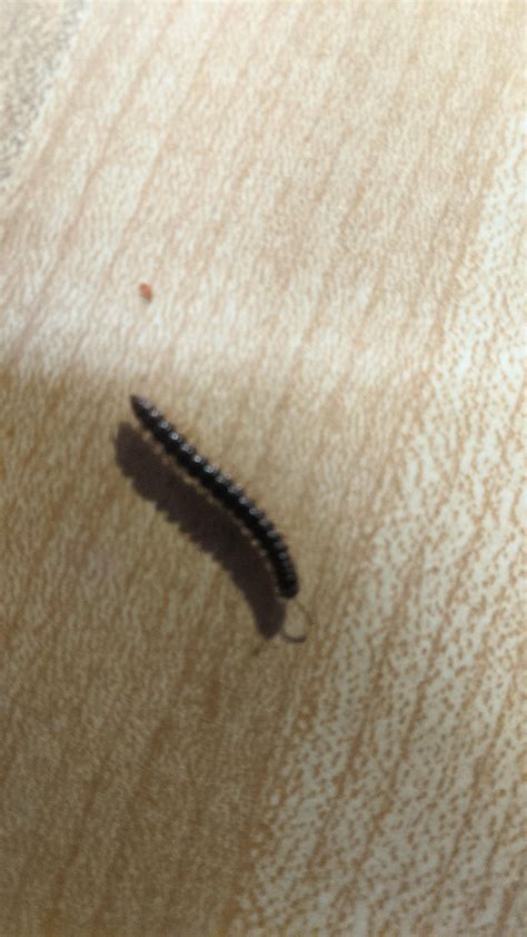 House Infested With These R Whatbugisthis