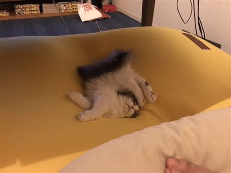 ねこやん on Twitter