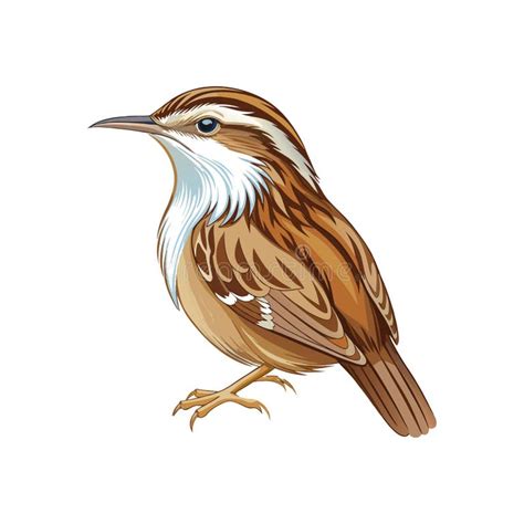 Realistic Brown Creeper Bird Illustration Stock Illustration Illustration Of Colourful