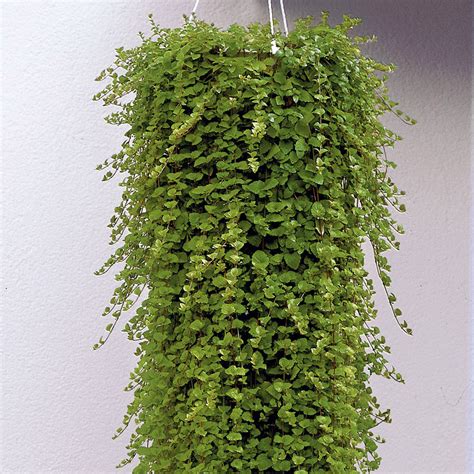 Indian Mint® Kräuter And Aromapflanzen Gemüse Ahrenssieberz