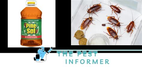 Does Pine Sol Actually Kill Roaches Tested By A Pest Control Technician The Pest Informer
