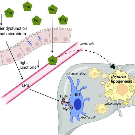Schematic Drawing On The Role Of Fructose In The Pathogenesis Of Nafld