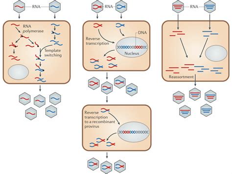 Virology Can Genetic Recombination Occur Between Dna Viruses