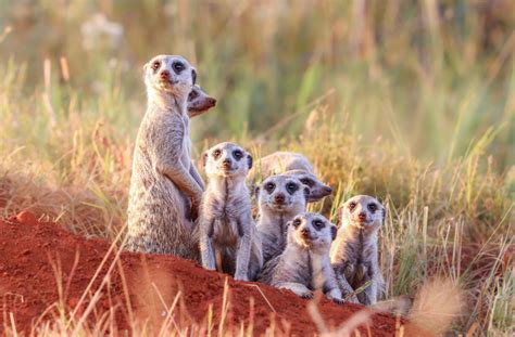 30 Animals With Surprisingly Human Traits