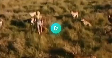 Girl Teases Wild Cheetahs  On Imgur