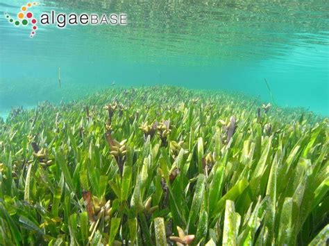 Posidonia Australis Alchetron The Free Social Encyclopedia