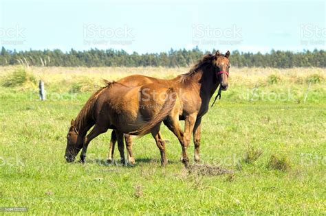 목초지 들판에서 풀을 뜯는 말 마르 델 플라타 목초지 아르헨티나 0명에 대한 스톡 사진 및 기타 이미지 0명 가축 나무