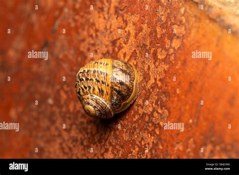 A Garden Snail Cornu Aspersum Retracting Into Its Shell Stuck To A Vertical Wall Surface