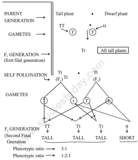 Cbse Class 10 Science Heredity And Evolution Notes Set C