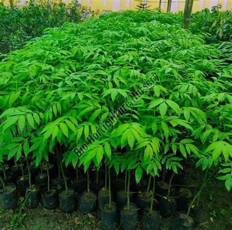 Neem Plant Manufacturerwholesale Neem Plant Supplier From Hojai India