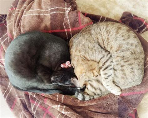 仔猫を拾ったので｜ウォーカープラス