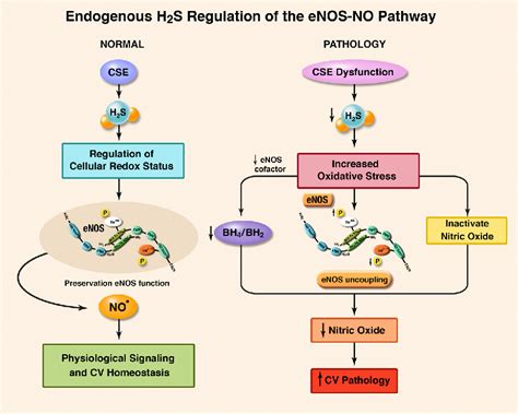 Figure 4 From Emergence Of Hydrogen Sulfide As An Endogenous Gaseous