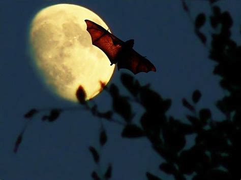Batty Hunting A Night Hunter Black Bat With A Moon Bat Flying Over