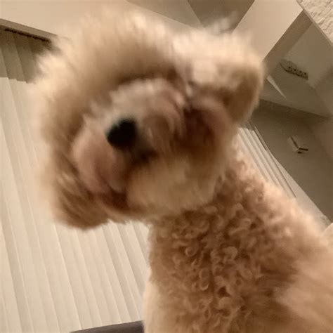 草餅過激派🤨 Youtube