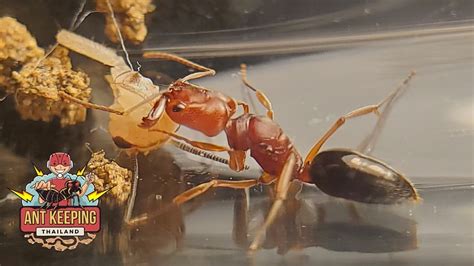 Ant 101 สิ่งที่ควรรู้ก่อนเริ่มเลี้ยงมด Antkeepingthailand