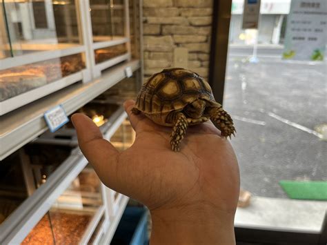 れぷたいるず プロ 高松本店 on Twitter 新入荷ケヅメリクガメ 大きく存在感たっぷりに成長する定番のリクガメです 飼育している