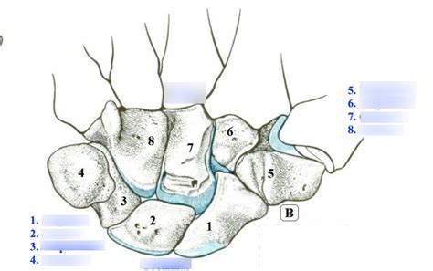 Carpal Bones Diagram Quizlet