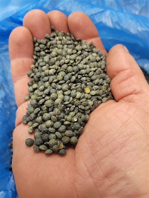 Pois chiches haricots lentilles La culture de légumineuses se développe en France Saint