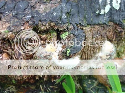 Ganoderma Discussing Palm Trees Worldwide Palmtalk