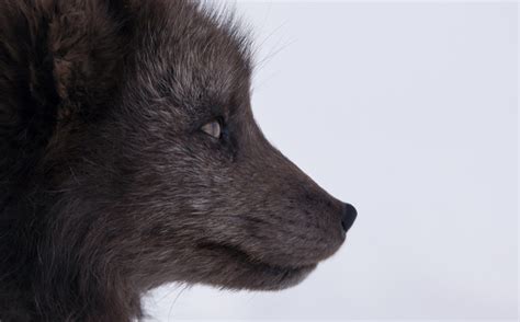 Youku Signs Content Deal With Love Nature 4k To Continue Expansion Of Its Exclusive 4k