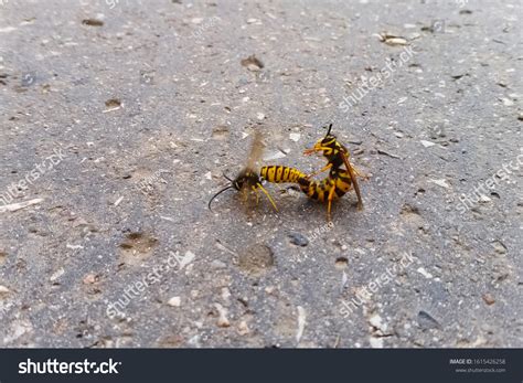 Mating Wasps Reproduction Insects Wasps Have Stock Photo 1615426258 Shutterstock