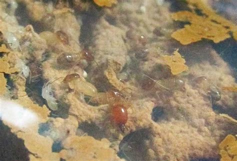 Photos And Info On Ants And Termites Of Malaysia Macrotermes Gilvus