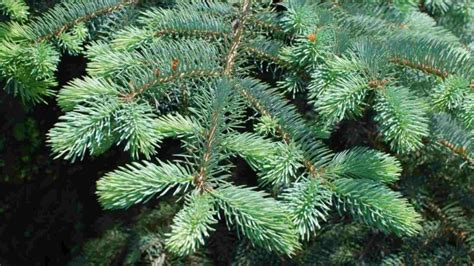 Spruce Tree Complete Guide Growing Caring Types And Uses