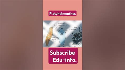 Invertibrates Biology Youtube