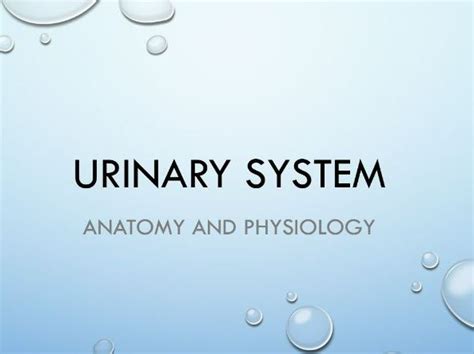 Ppt The Urinary System Structure And Functions Of Nephron Powerpoint