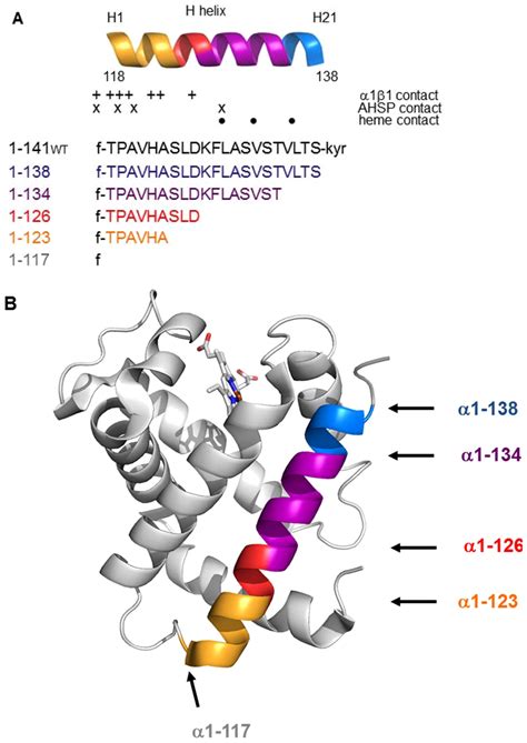 H Helix Of Human α Globin A H Helix Sequence Of The Different