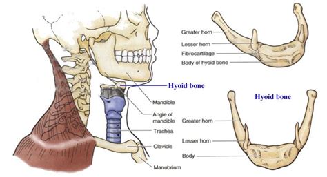 Hyoid Bone And Related Muscles And Ligaments Ranzcrpart1 Wiki