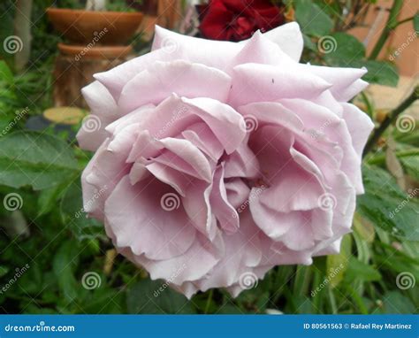 Mauve Pink Stock Image Image Of Mauve Garden Plants 80561563